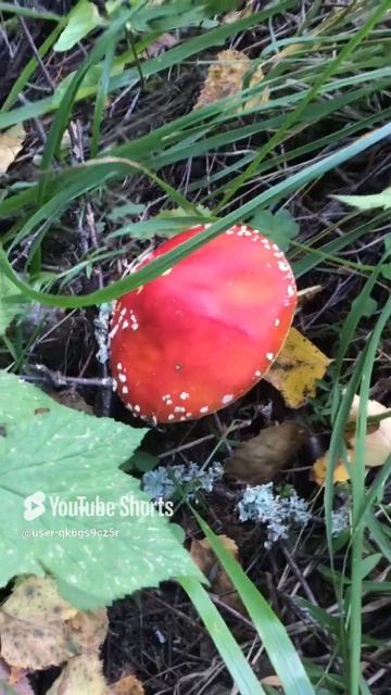 Ленобласть. Хвойное. 31.08.2024. Грибы-мухомор красный, ядовитый