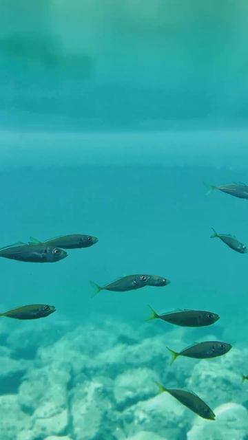 Прибрежное_поселение_Ине_ура,_Ине,_район_Йоза,префектура_Киото,