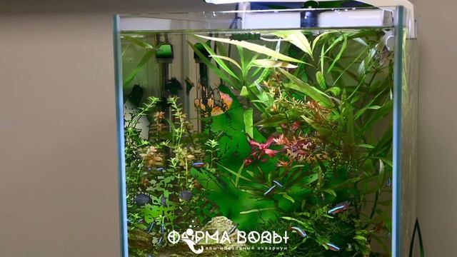 «Гулливер», Пресноводный аквариум 50 литров с живыми растениями
