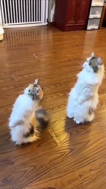 Как вы думаете кто это коты или суслики?