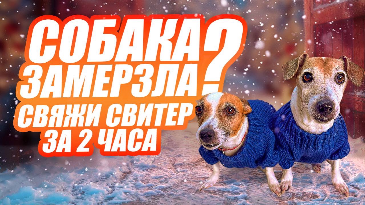 СВИТЕР НА СОБАЧКУ спицами. Реглан сверху