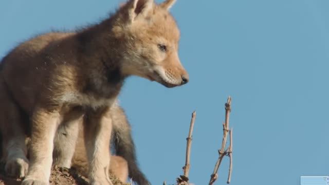 Животные. Мегети, потерянный волк Африки. ПЕРЕВОД. док.фильм