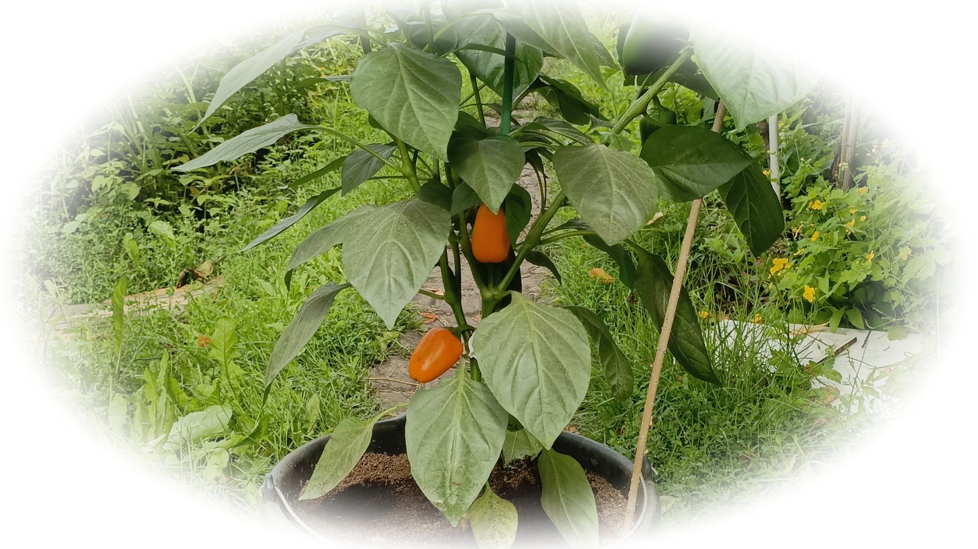 Перец сладкий. Неизвестный сорт продавался в магазине как Фруктовый. Производство Китай.