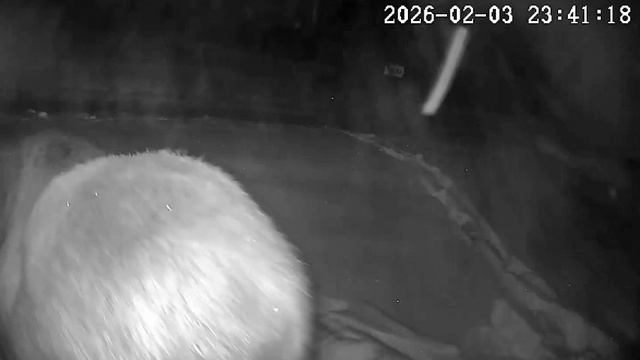 Реакция лося на камеру