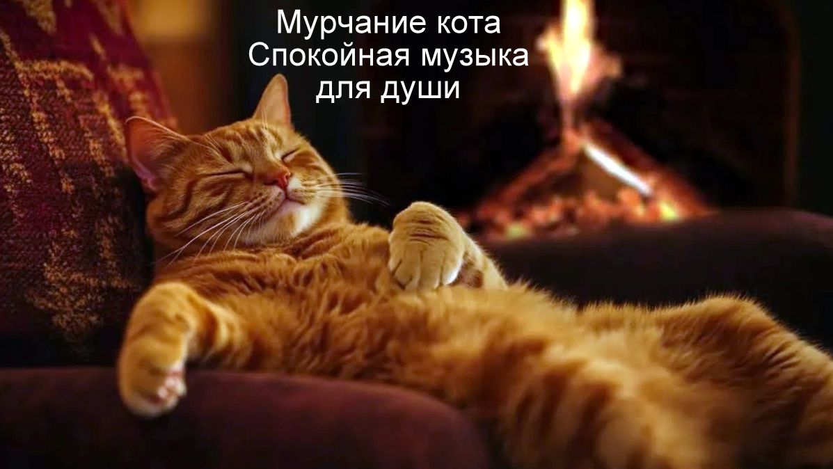 Мурчание Кота  Спокойная Музыка Для Души - 55 минут релаксации.