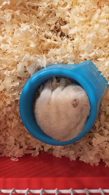 прощай сладких снов хомячок бубли - Коля