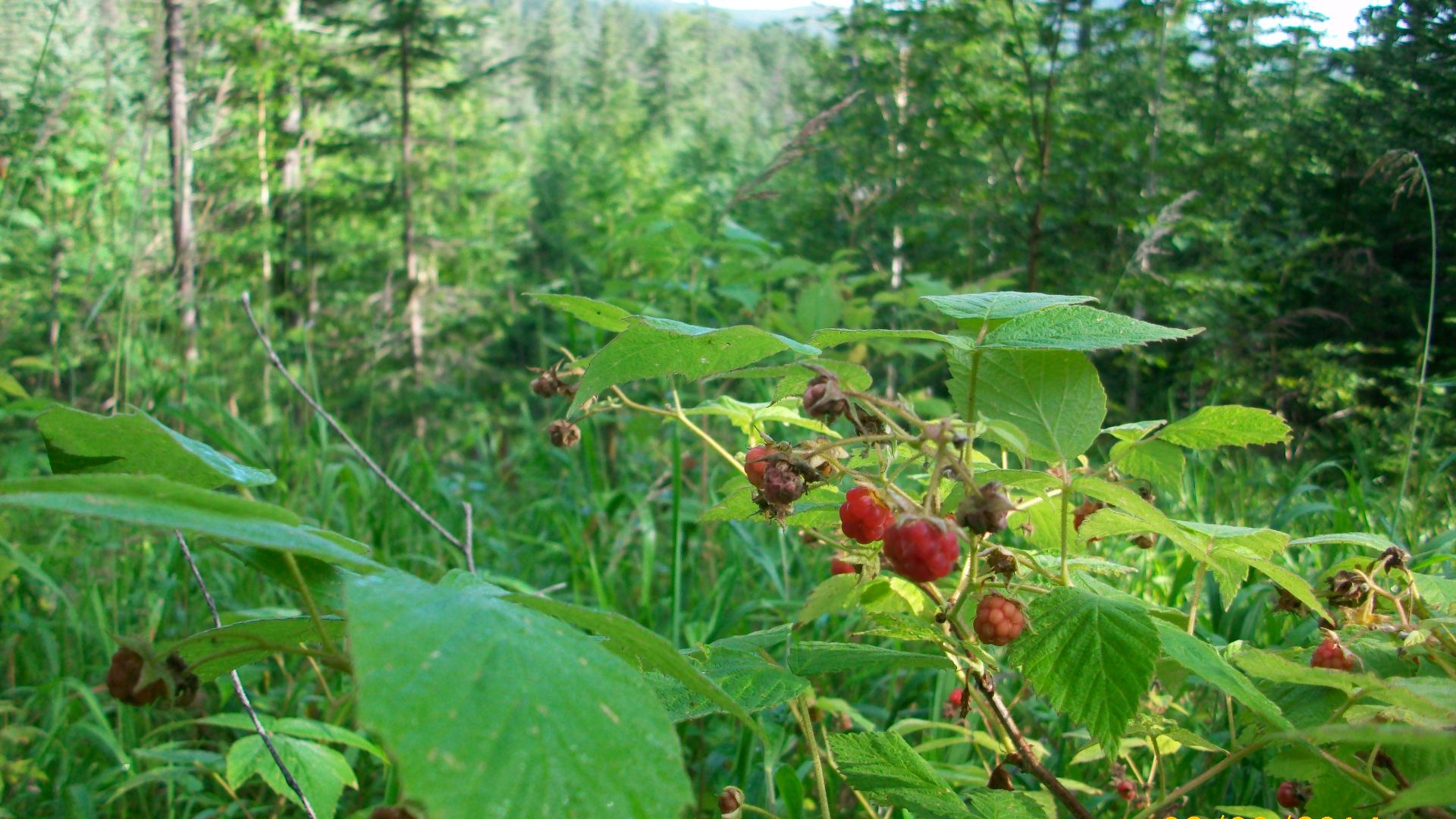 Разные охотники