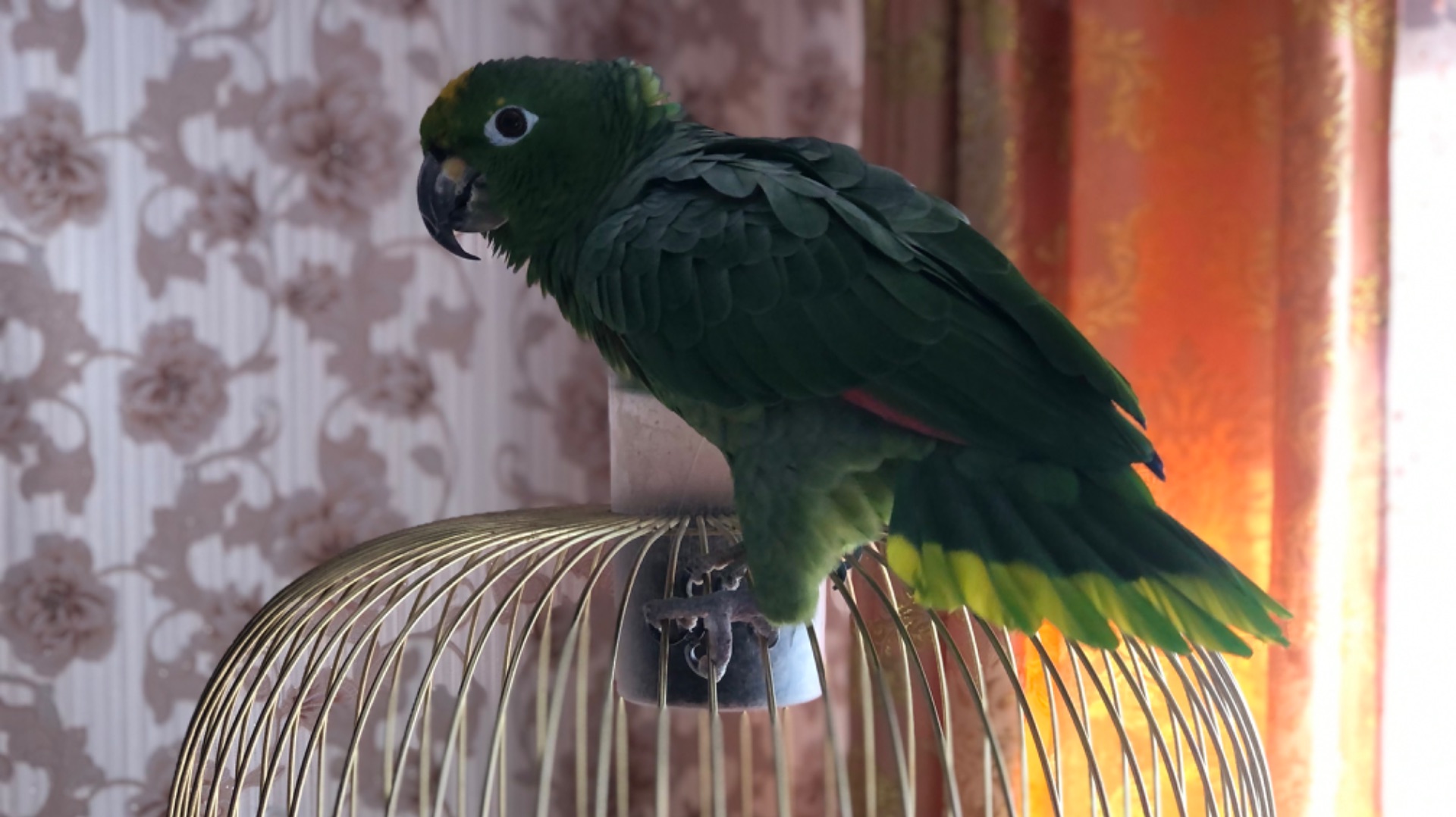 Амазонский попугай возраст приблизительно 40-42года.