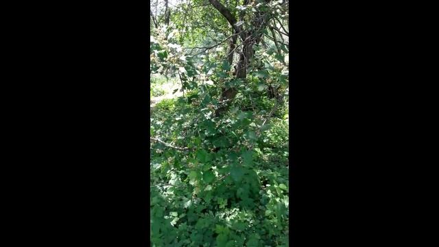 Древнегреческий язык Занятие 48