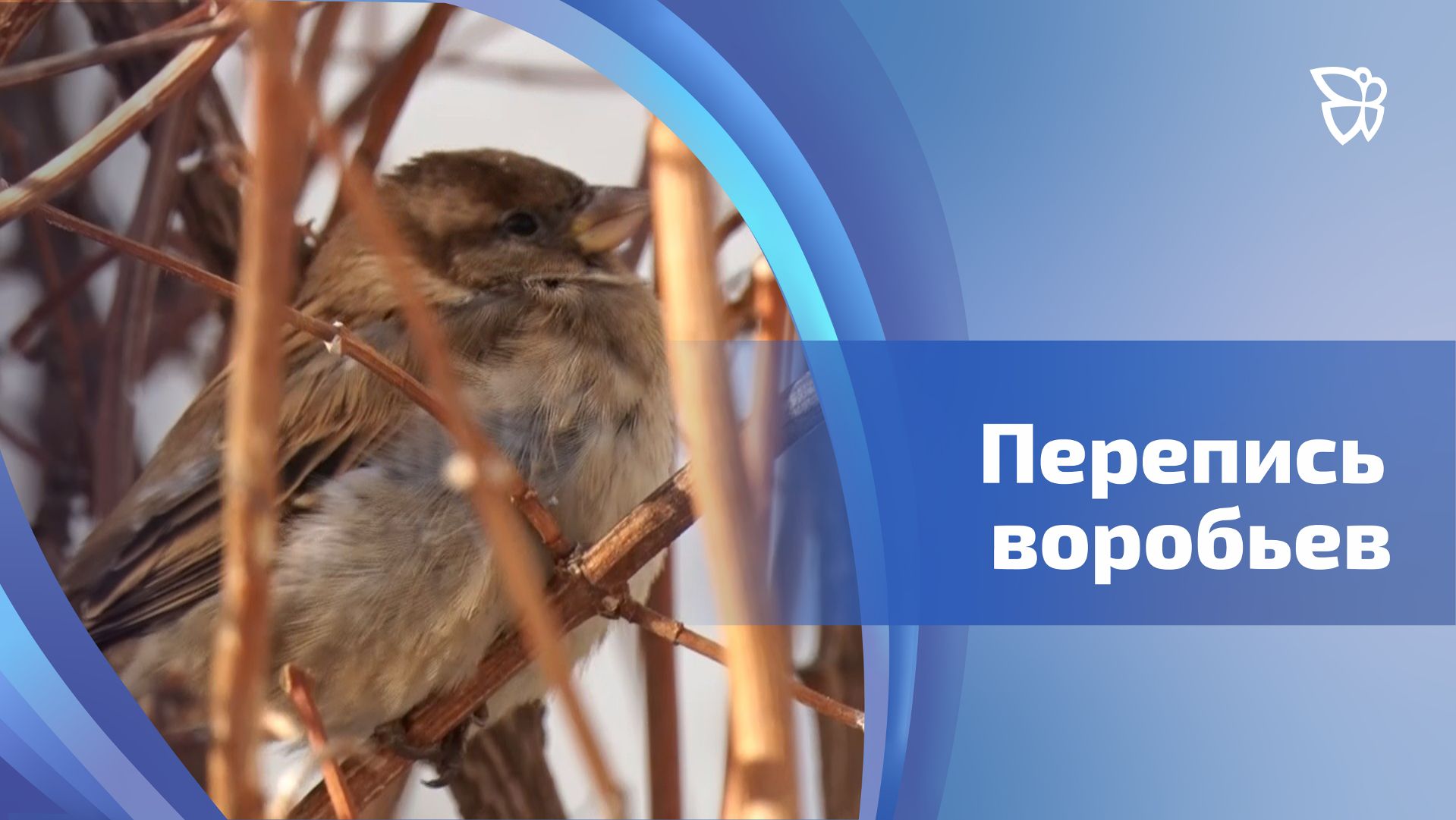 Перепись воробьев ради спасения хрупкой экосистемы