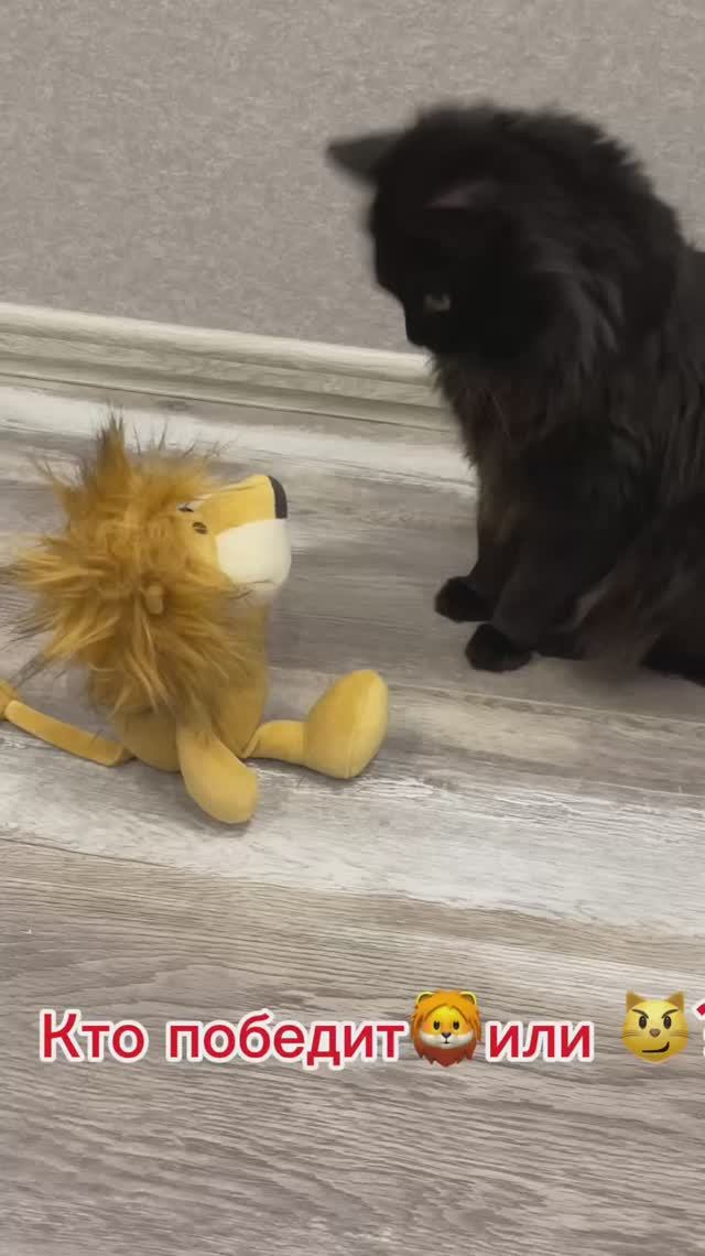 Борьба Коти и льва #кот #прикольныекоты