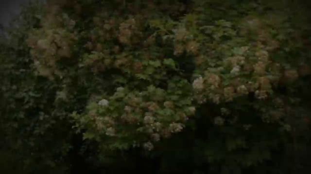 Красная смородина. гр. Ленинград . О войне