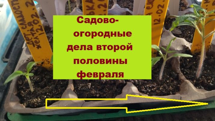 Садово-огородные дела ВТОРОЙ ПОЛОВИНЫ ФЕВРАЛЯ