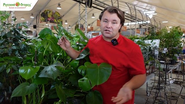 Уход за монстерой.