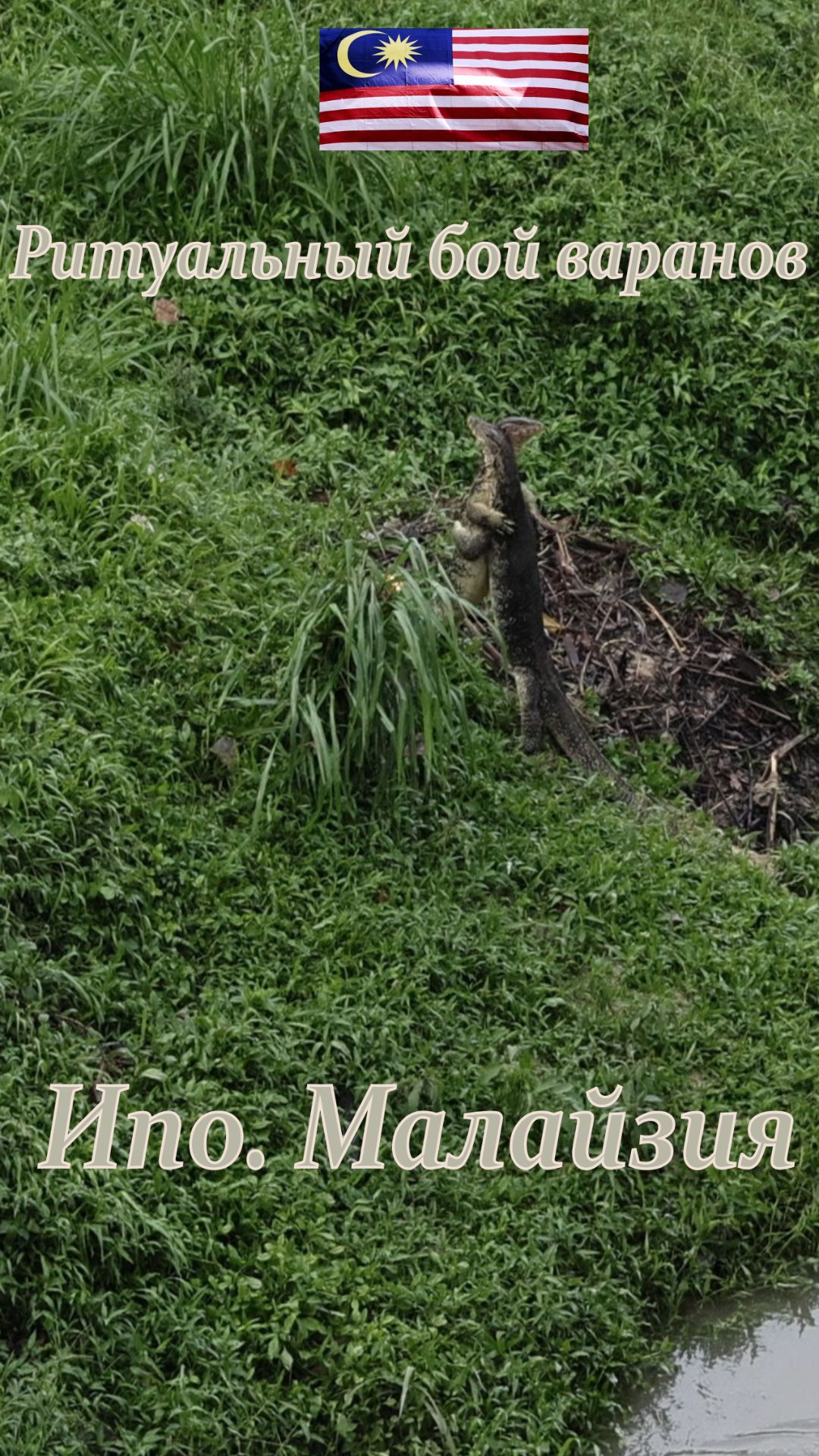 Ипо. Ритуальный бой варанов