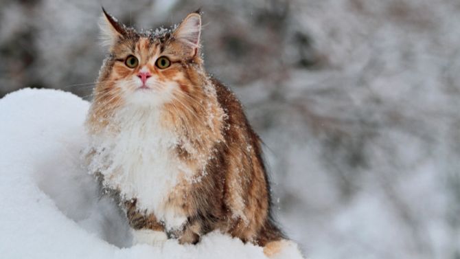 Норвежская лесная кошка