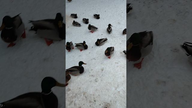 Дикие утки в февральскую оттепель!