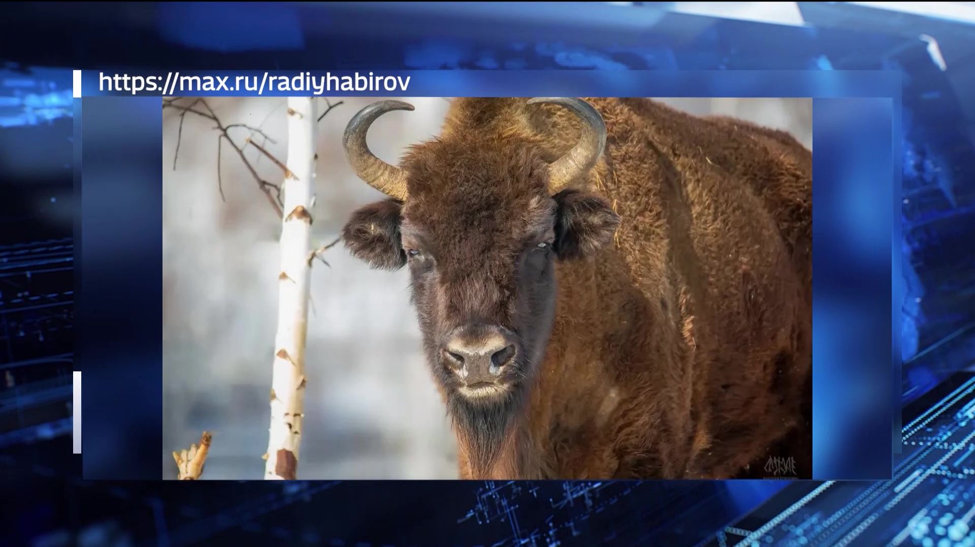 Башкирский проект по разведению зубров получил грант Президентского фонд