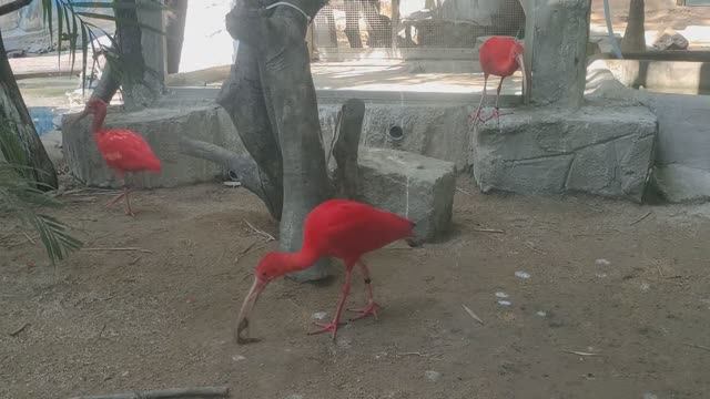 Китай. Город Гуанчжоу. Красные ибисы.