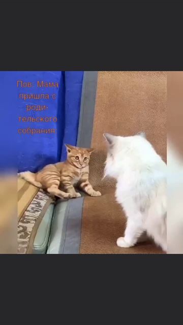 Мама пришла с родительского собрания