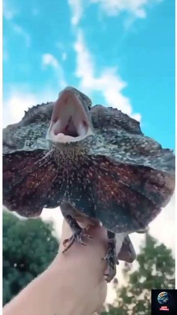 Плащеносная ящерица, обитает на северо-западе Австралии и юге Новой Гвинеи