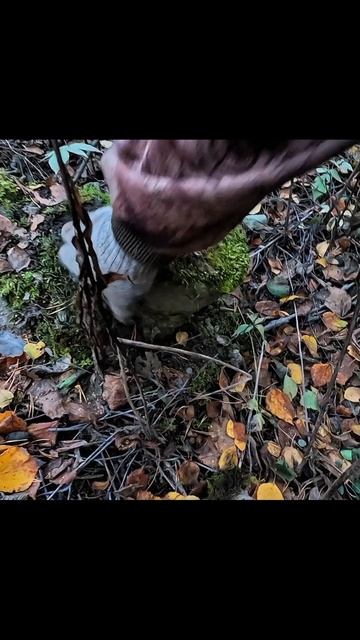 Металлоискатель-находка