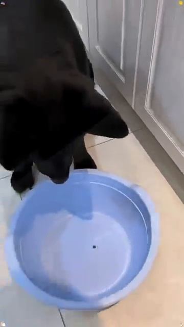 Реакции разных пород собак на диету