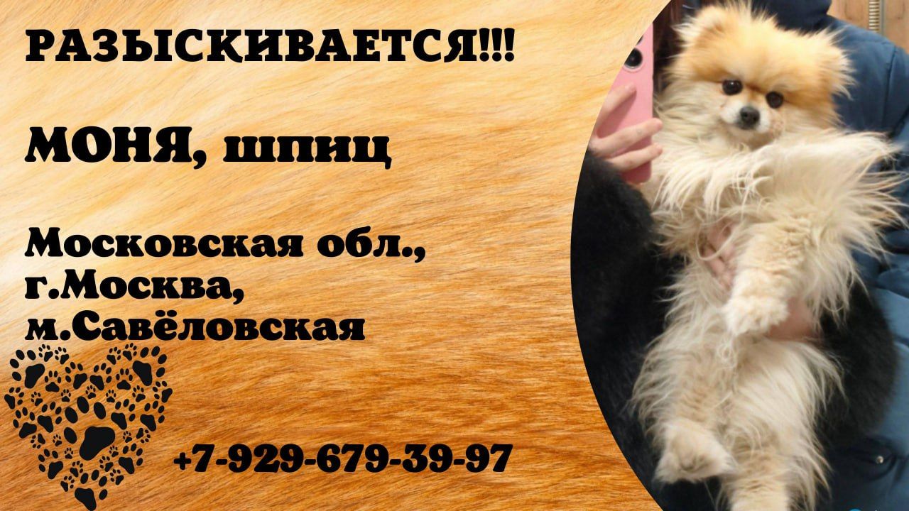 Пропала собака! МОНЯ. Шпиц.  Московская обл,  г. Москва,  м. Савёловская
