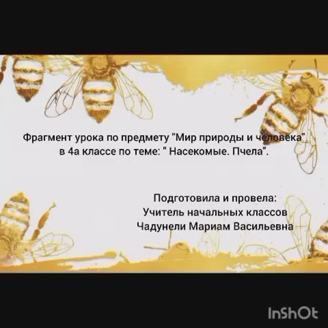 Видеофрагмент урока по теме «Насекомые. Пчела», мир природы и человека (МПЧ) 4а, АООП в.1