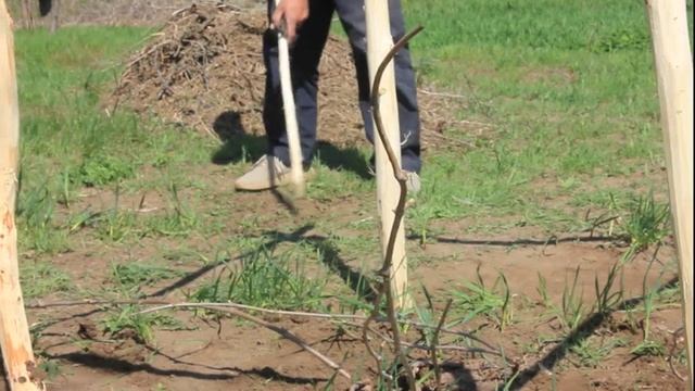 Технология выращивания винограда по методу Донская чаша