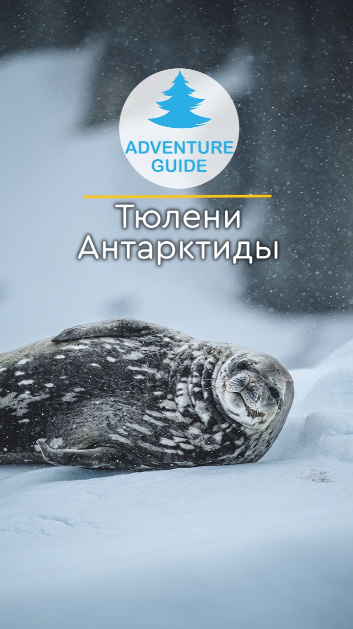 Тюлени под водой