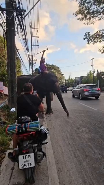 Ничего особенного, просто слоны переходят улицу. Дорожный этикет в Таиланде.