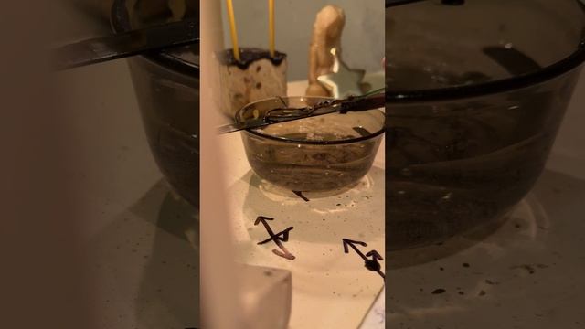 Убираем «крыс», «мышей»  и всех паразитов, что крадут наши энергии.