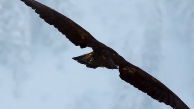 Песня "Мечта"