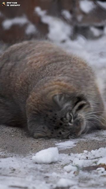 Кошечка манула Евы подкралась к песку, чтобы покататься. Новосибирский зоопарк