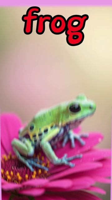 FROG лягушка