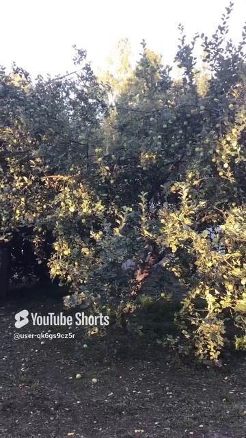 Ленинградская область. Хвойное. 10.08.2024. Дача. Урожай яблок на старых деревьях