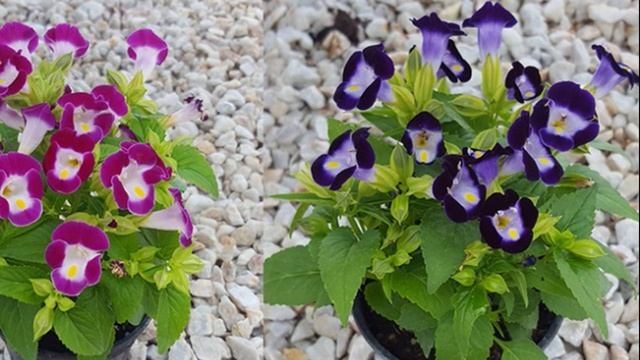 ТОРЕНИЯ.Красивый цветок для дома и сада