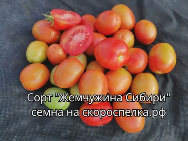 "Жемчужина Сибири" просто идеальный сорт томата для консервации и не только. Семена  скороспелка.рф