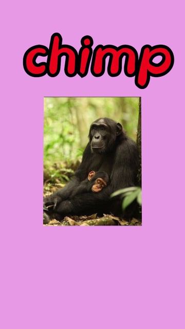 CHIMP обязьяна