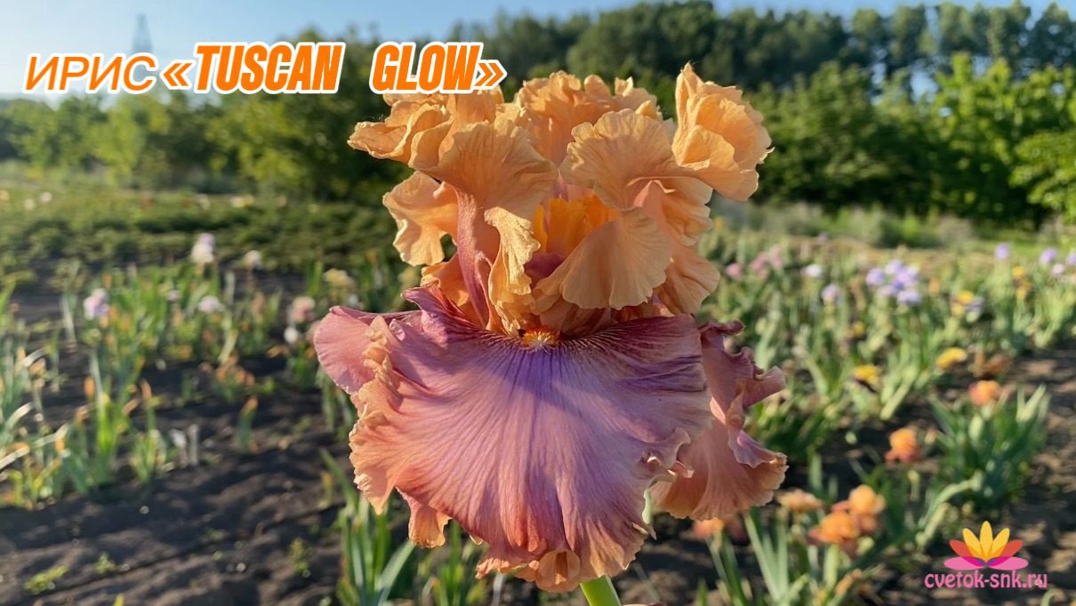 ИРИС "TUSCAN GLOW"/Сад Ворошиловой