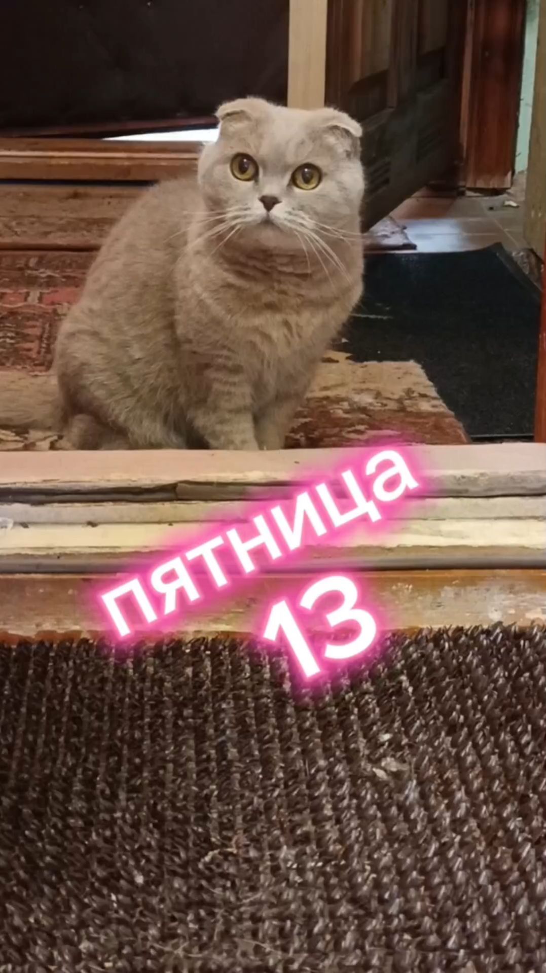 ПЯТНИЦА 13-е. КОШКИ  С ОЗВУЧКОЙ.