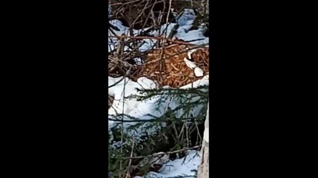 Бурундучок.