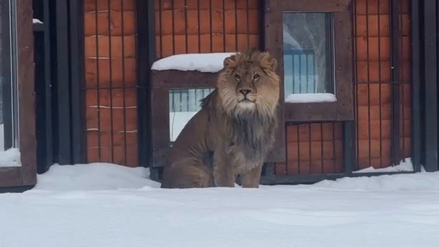 Она сразит стрелой Амура  Стихи о Шерхане от Екатерины