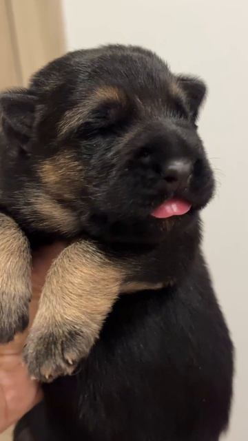 Баларис Ц2 КОБЕЛЬ,  7 дней.