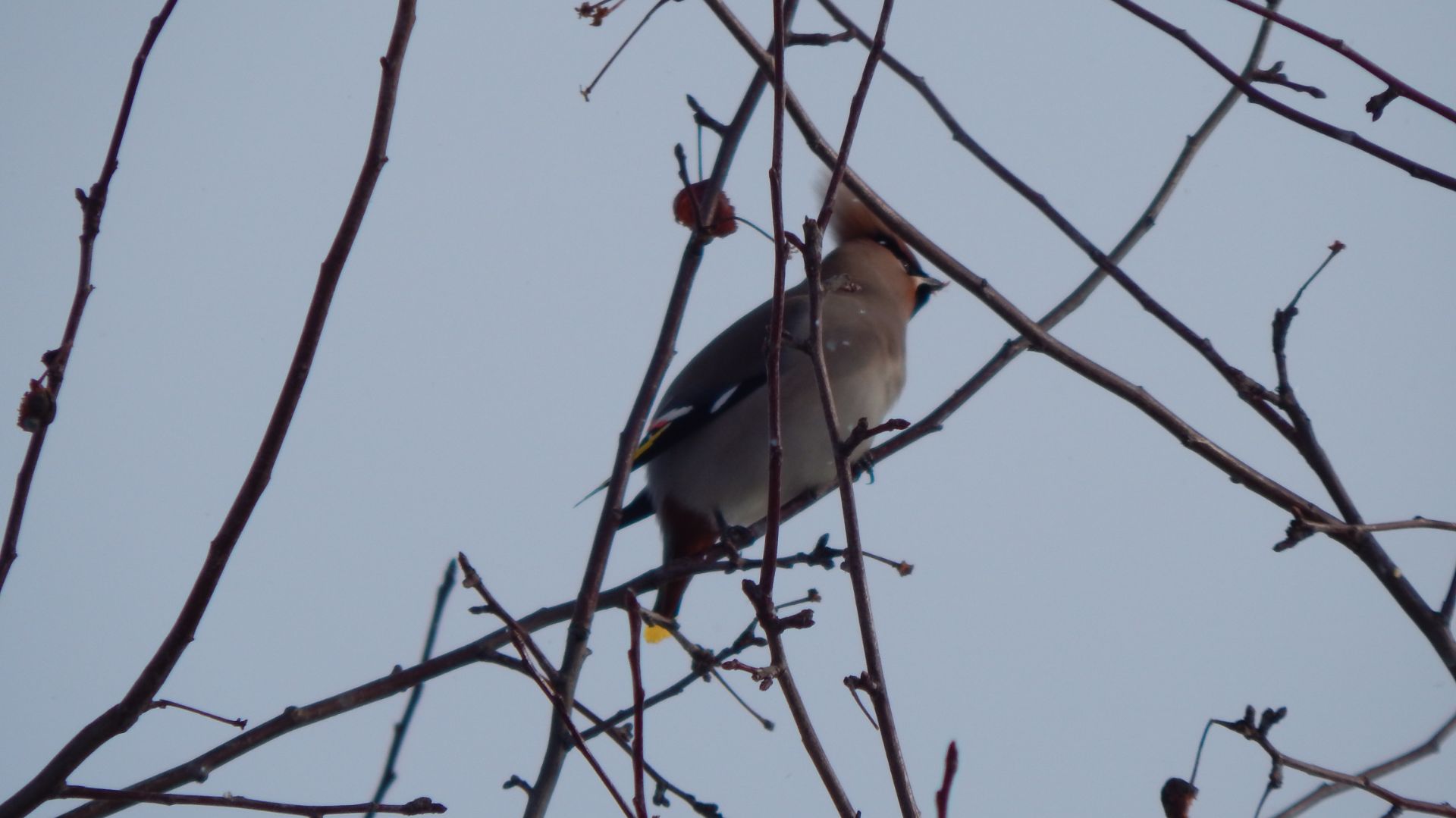 Природа России зима Свиристели