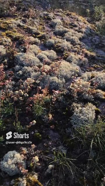 Ленинградская область. Хвойное. 10.08.2024. Ягель олений мох на валуне ледникового периода
