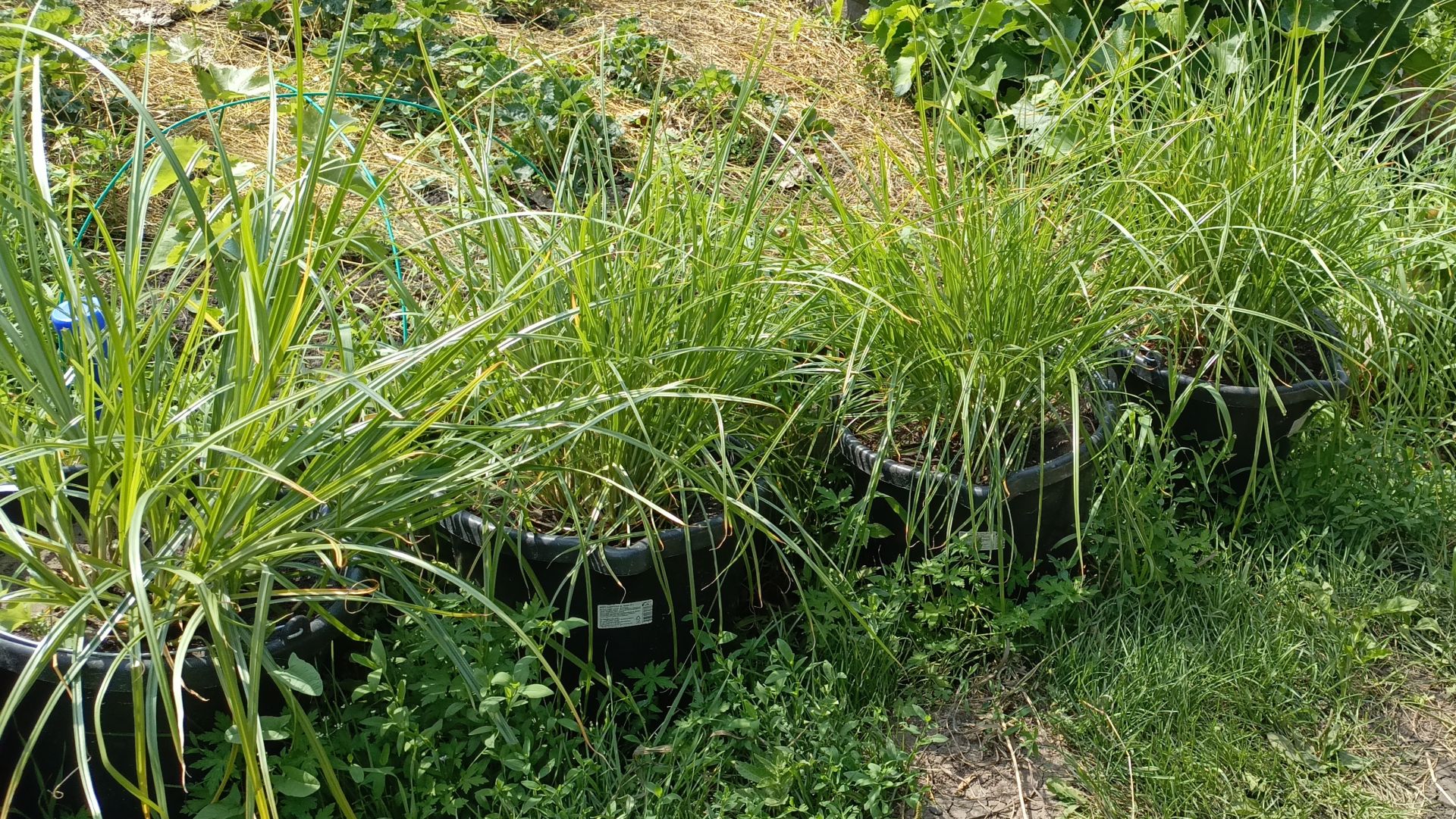 Чуфа выращивание в 20 литровых ведрах, лето 2025г.