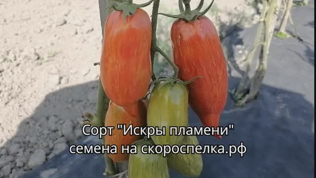 "Искры пламени" сорт крупноплодного, биколор томата интересной формы. Семена на скороспелка.рф.