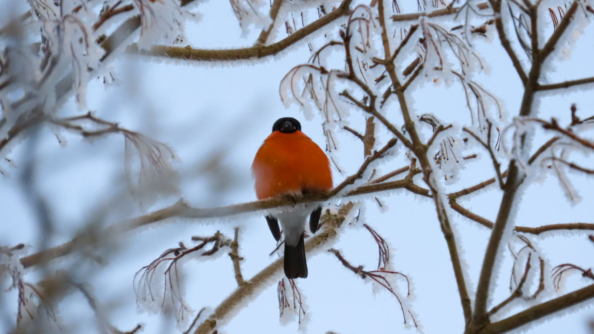 Снегири на рассвете в морозное утро. Монрепо